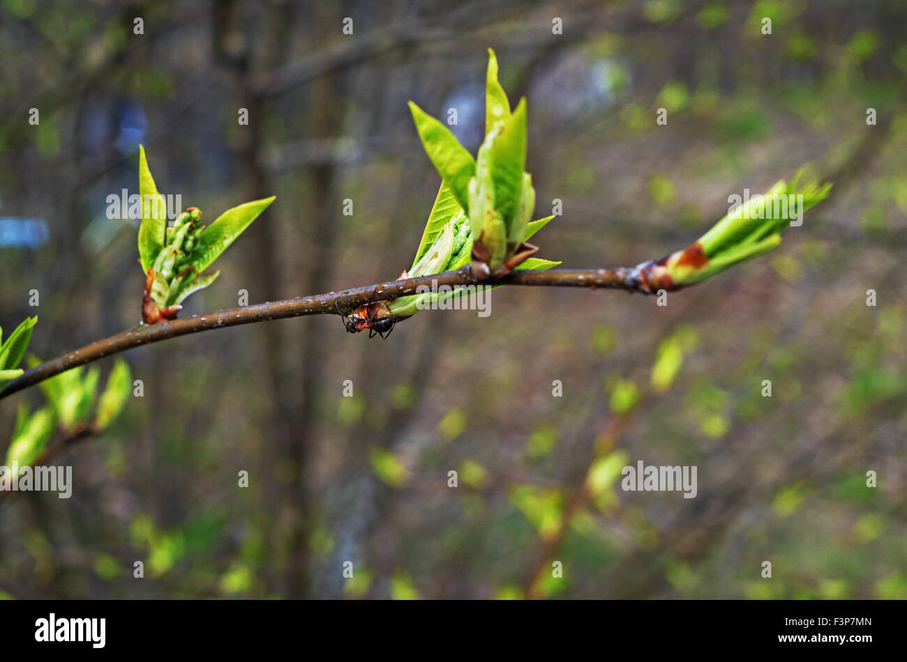 Forest tree branch with new foliage Stock Photo - Alamy