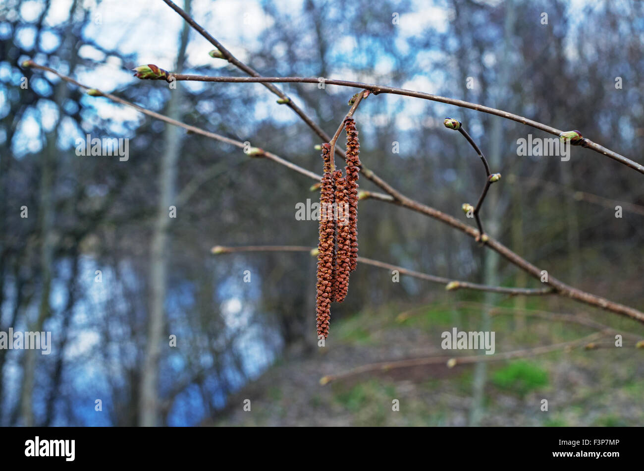 Forest tree branch with new foliage Stock Photo - Alamy