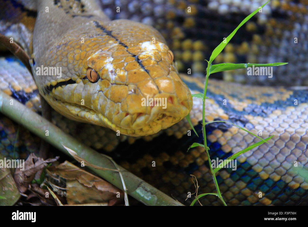 Reticulated python (Python reticulatus) in Thailand Stock Photo - Alamy Reticulated python (Python reticulatus) in Thailand Stock Photo - Alamy