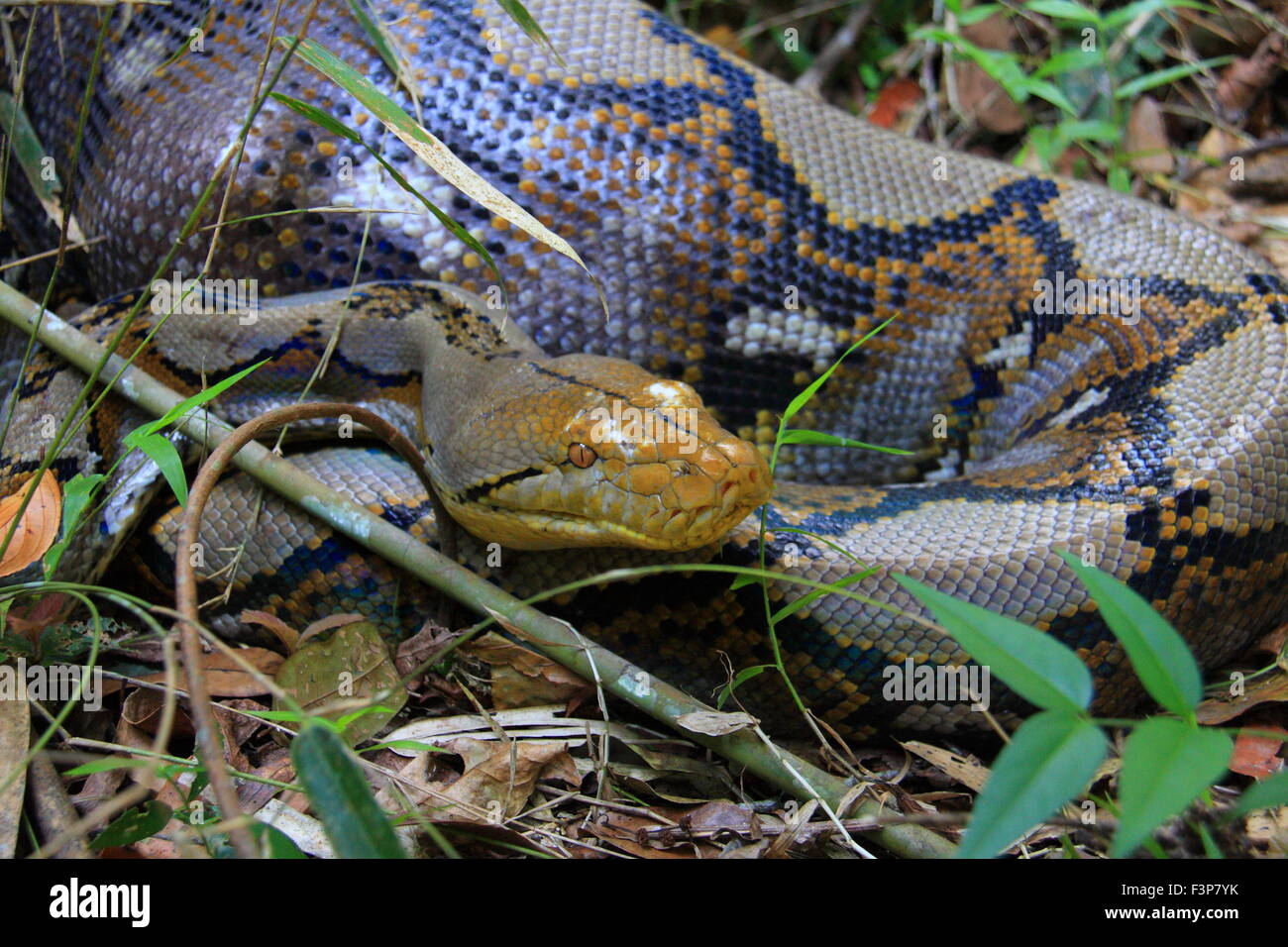 Reticulated python (Python reticulatus) in Thailand Stock Photo - Alamy Reticulated python (Python reticulatus) in Thailand Stock Photo - Alamy