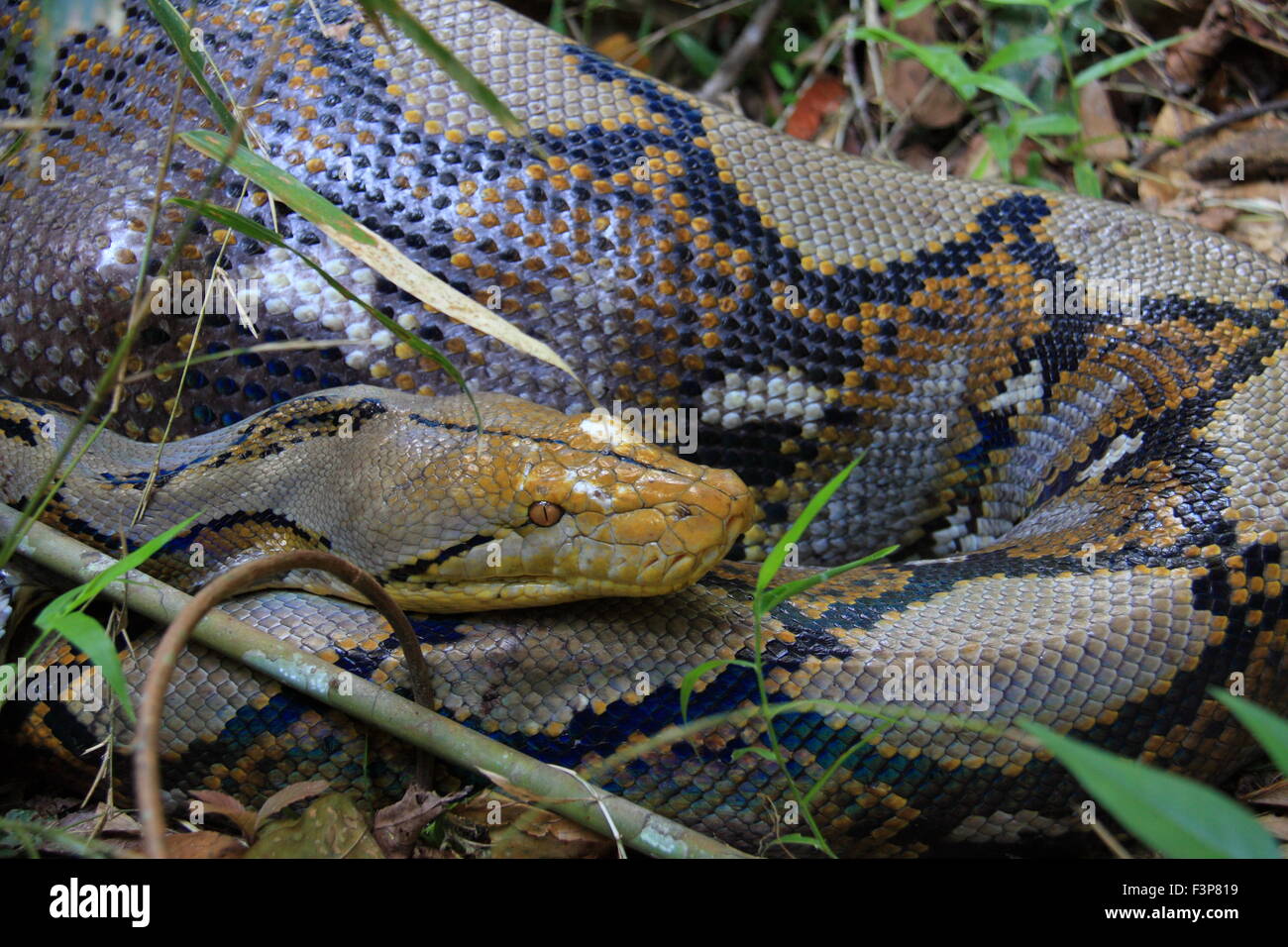 Reticulated python (Python reticulatus) in Thailand Stock Photo - Alamy