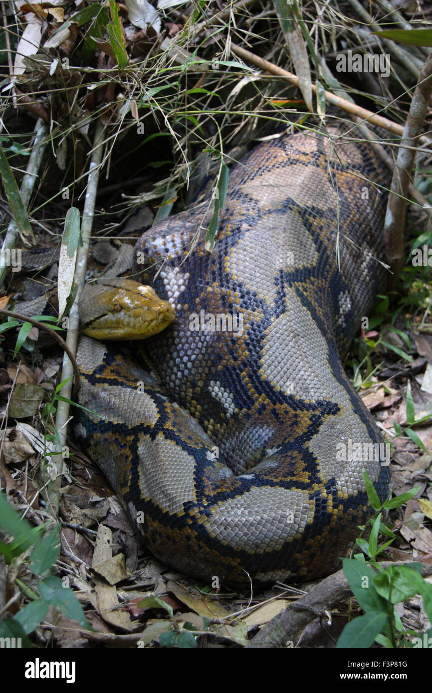 Reticulated python (Python reticulatus) in Thailand Stock Photo - Alamy Reticulated python (Python reticulatus) in Thailand Stock Photo - Alamy