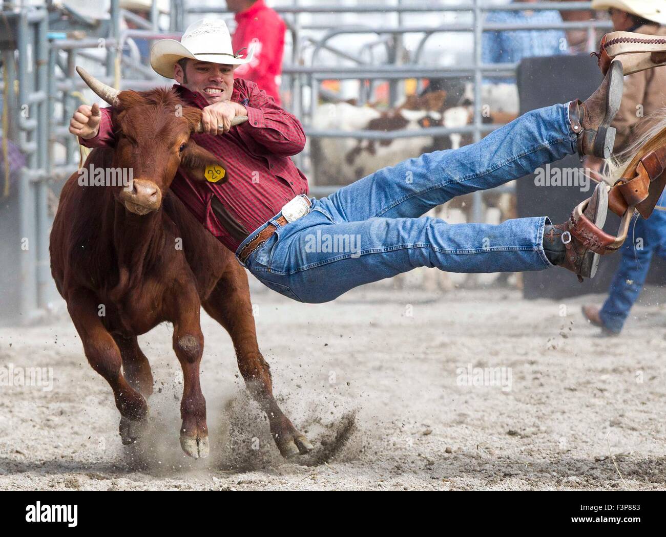 Beijing, Canada. 4th Oct, 2015. A cowboy competes in steer wrestling ...