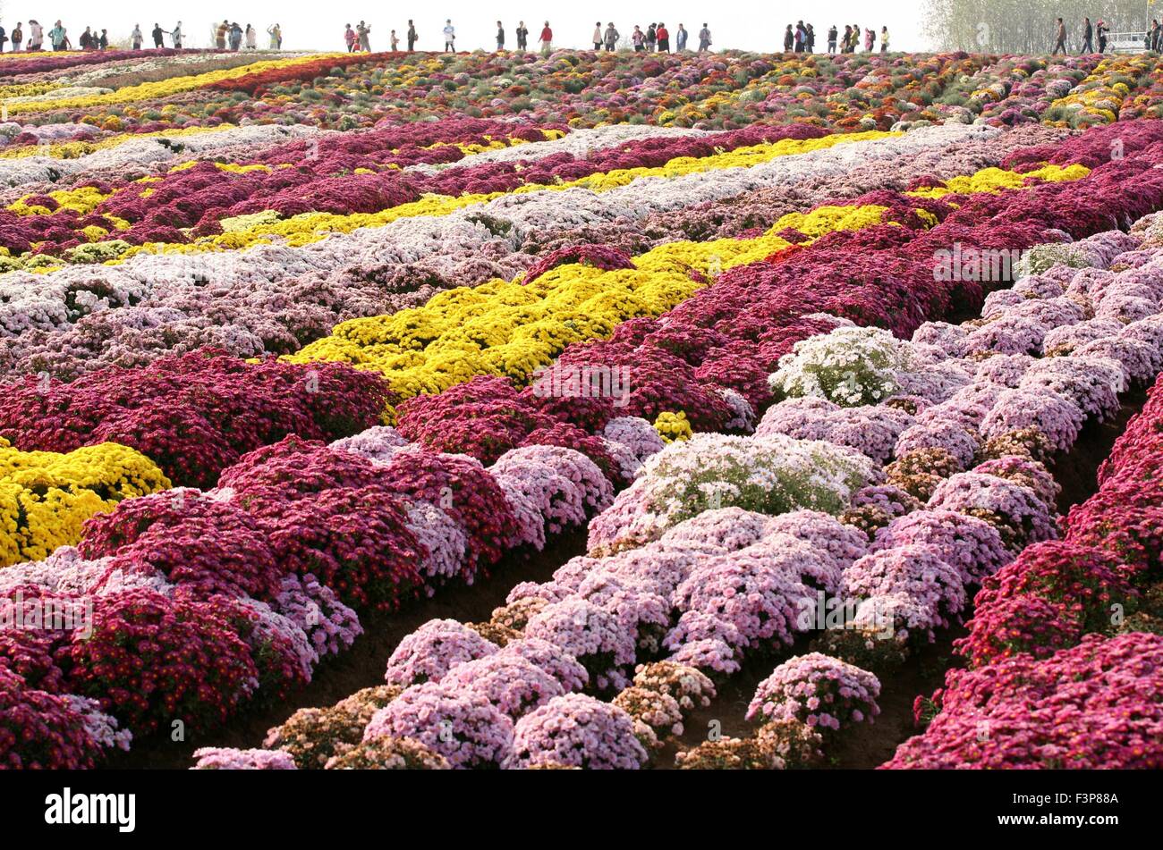 Chuzhou hi-res stock photography and images - Alamy