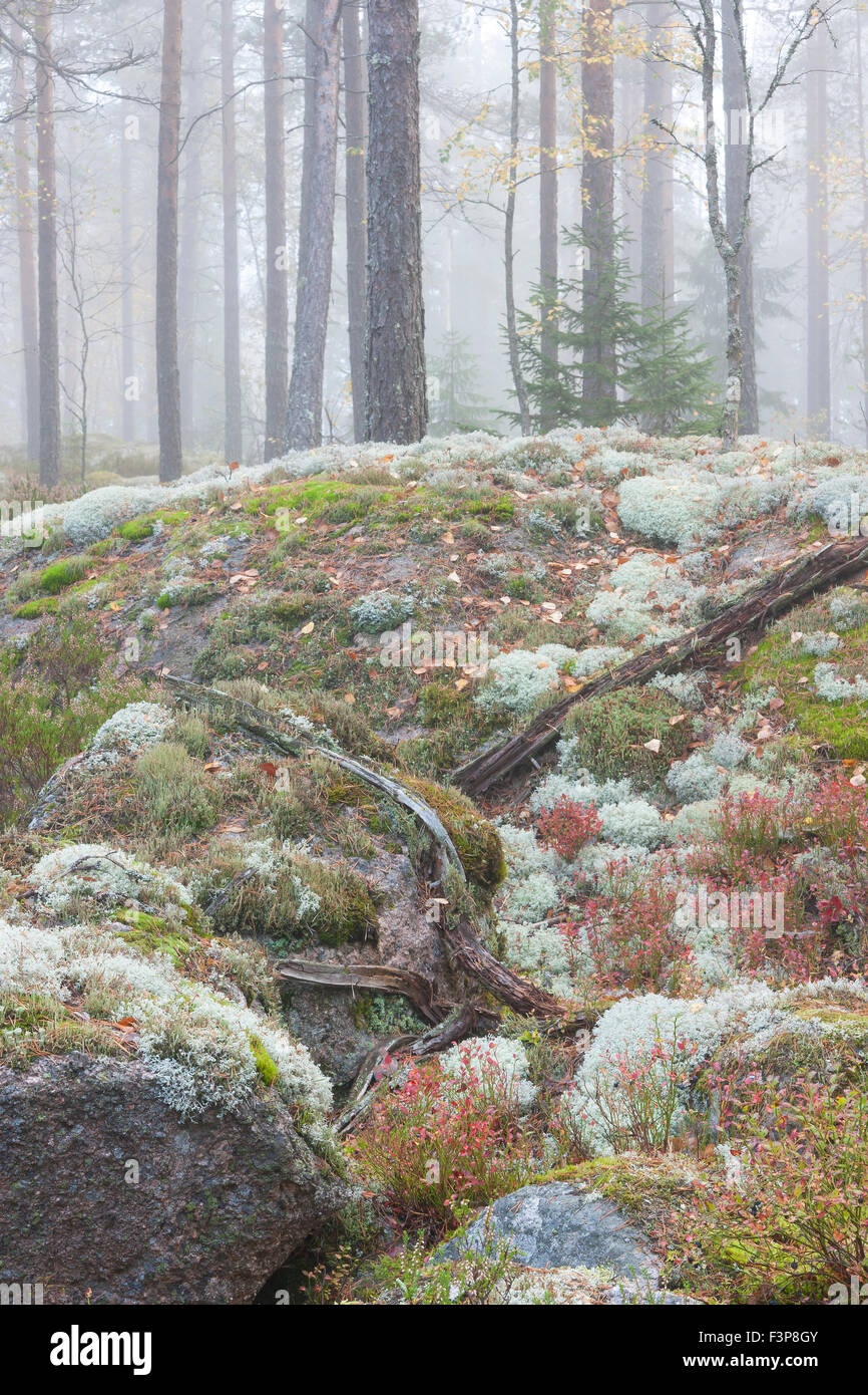 Colorful moss hi-res stock photography and images - Alamy