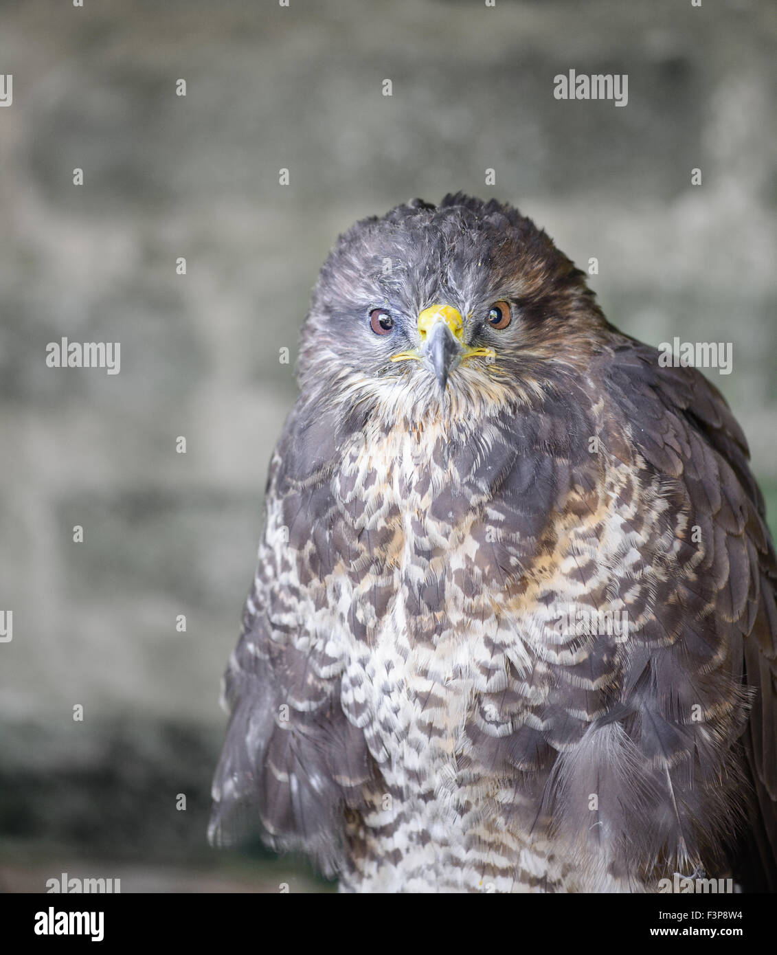 The buzzard is a common bird of prey in europe Stock Photo - Alamy
