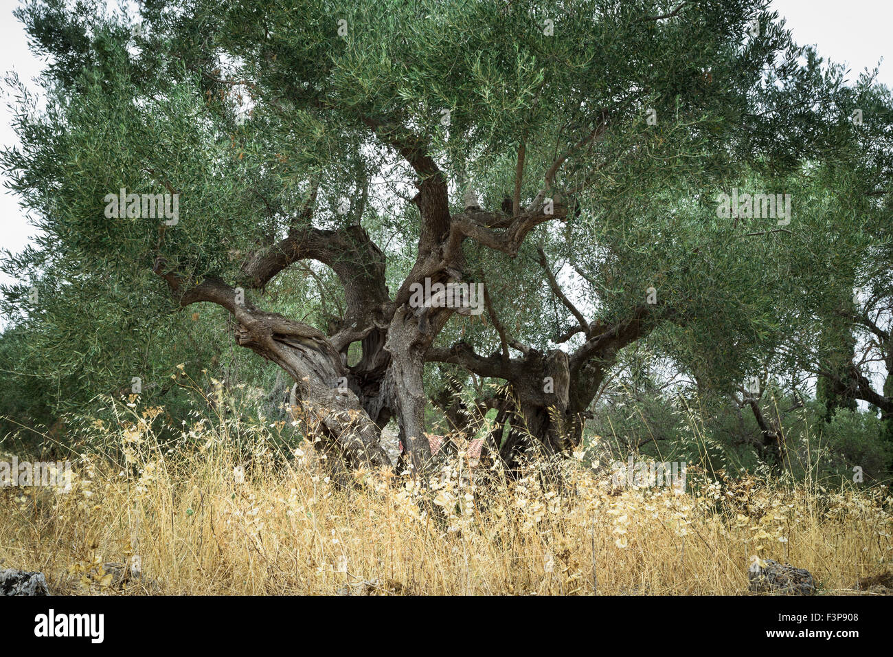 Ancient olive tree Stock Photo - Alamy