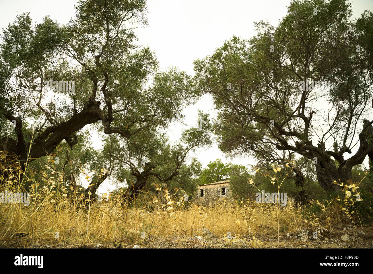 Olive trees grove stone house hi-res stock photography and images - Alamy