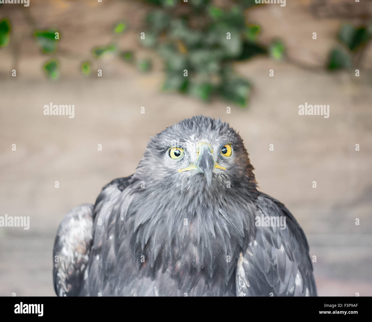Golden Eagle Is About 1 Meter In Length And Can Dive At A Speed Well Golden Eagle Is About 1 Meter In Length And Can Dive At A Speed Well