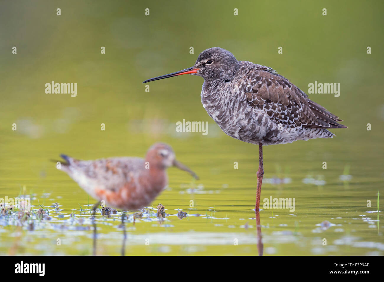 Spotted redshanks tringa erythropus hi-res stock photography and images ...