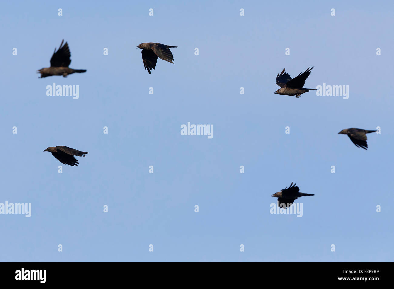 Western Jackdaw, flock in flight, Campania, Italy (Coloeus monedula ...