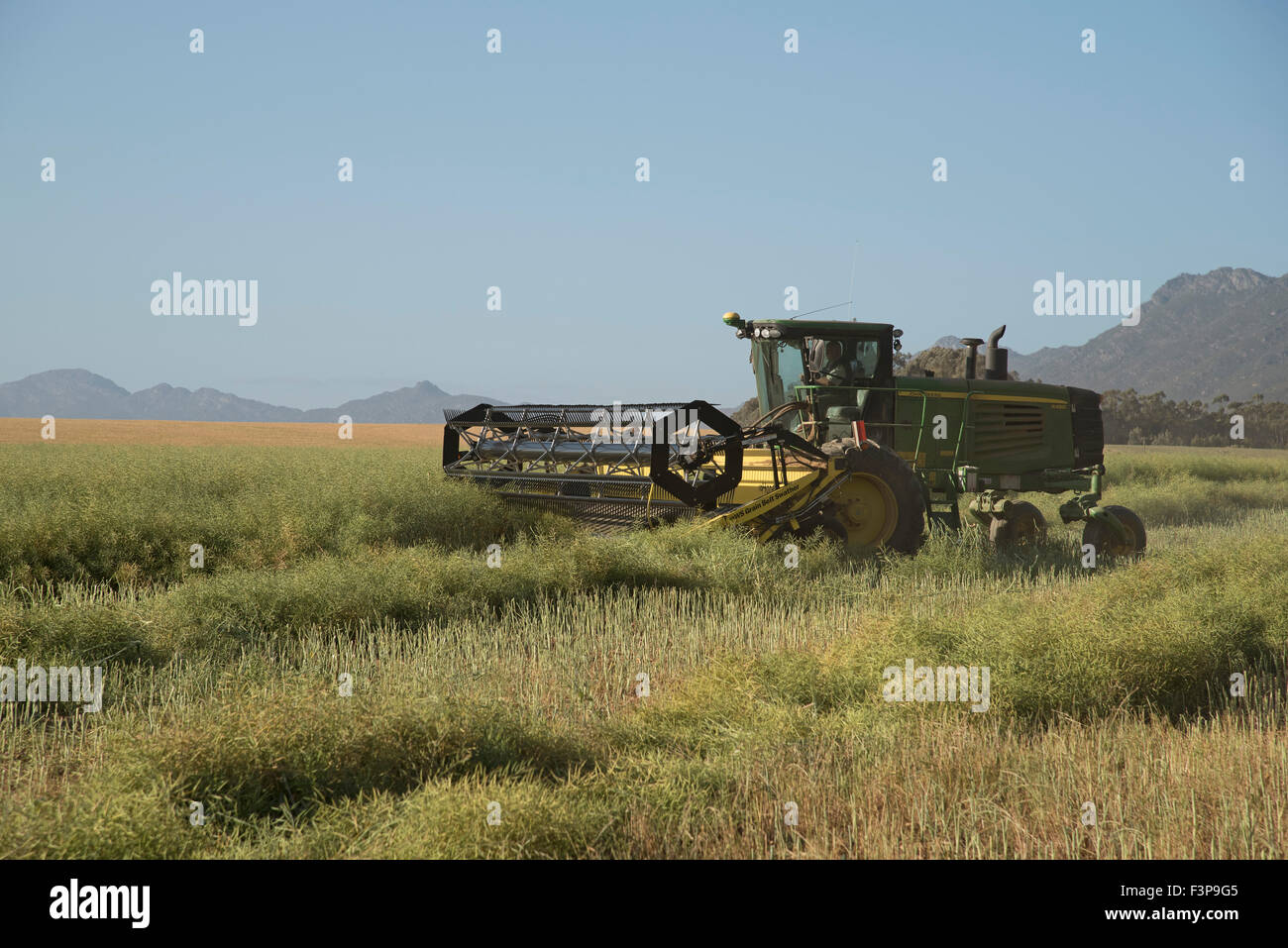 Farmer using a row crop cutter machine to harvest a field of Canola ...