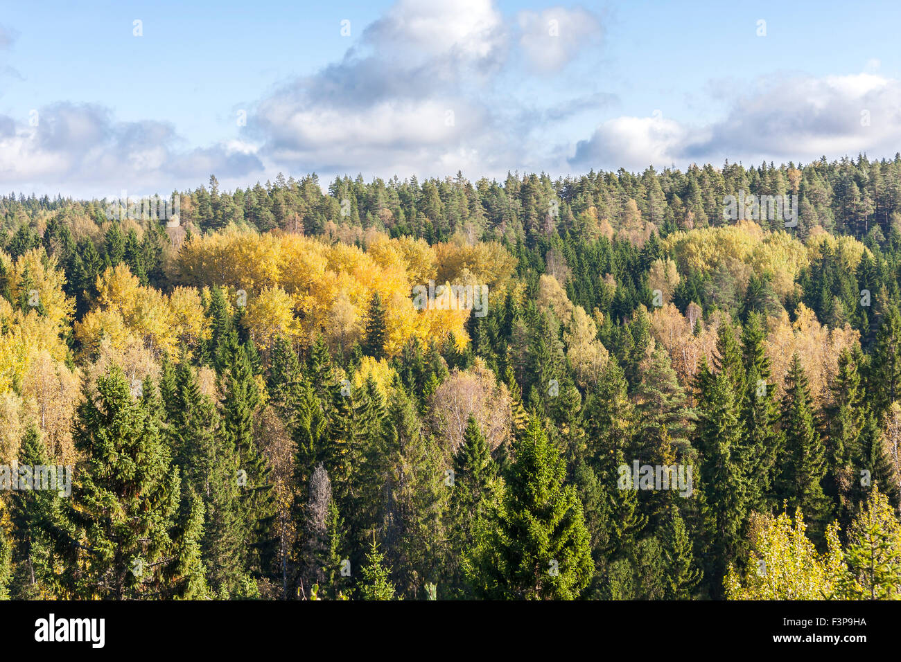 Autumn forest full of colorful yellow and green trees Stock Photo - Alamy