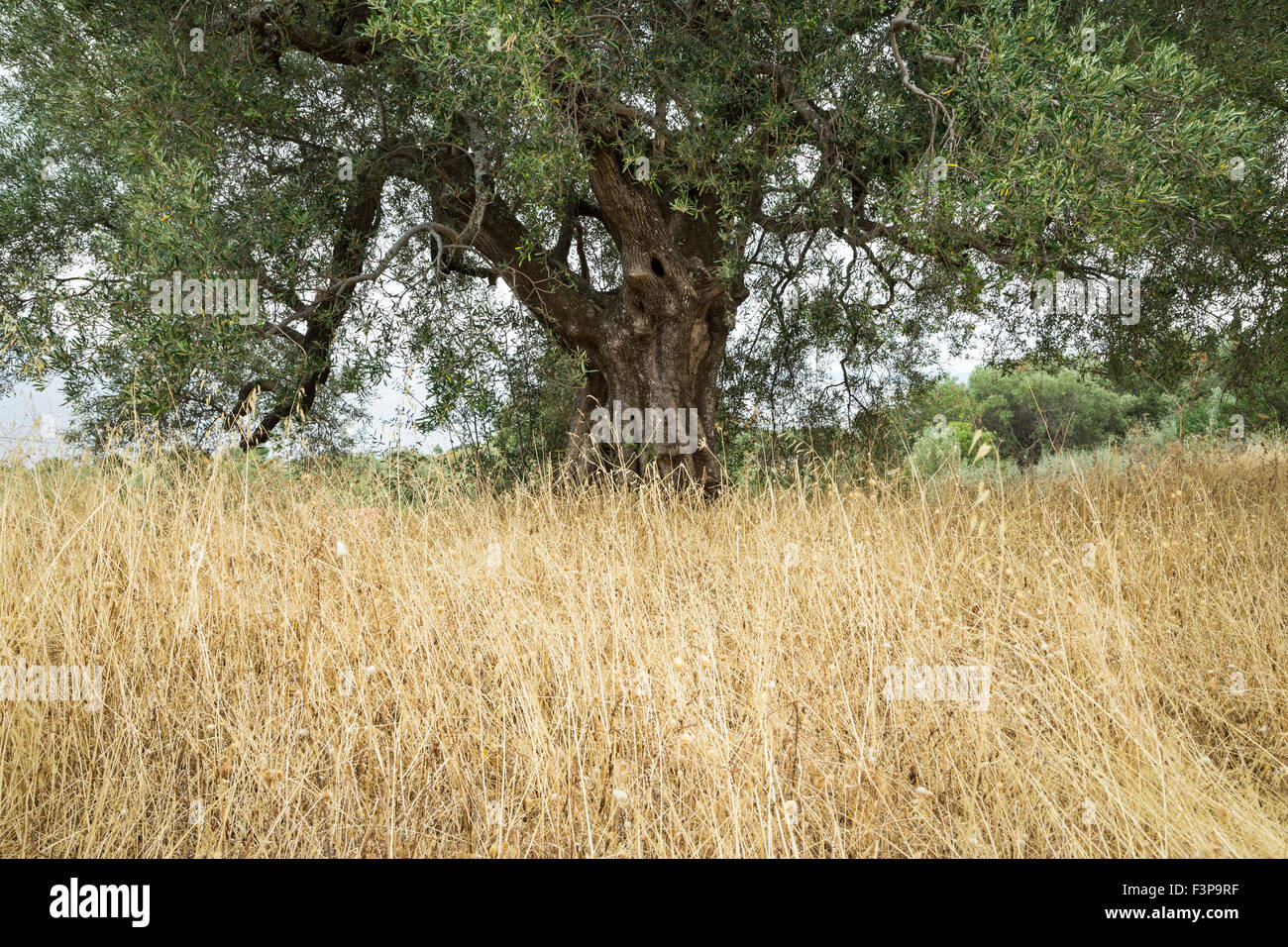 Ancient olive tree Stock Photo - Alamy