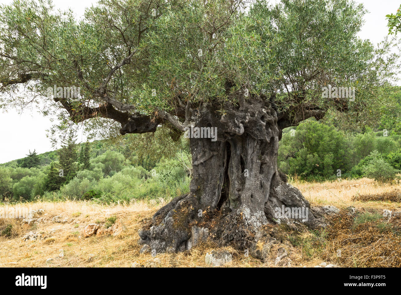 Twisted Olive Tree Branches High Resolution Stock Photography and ...