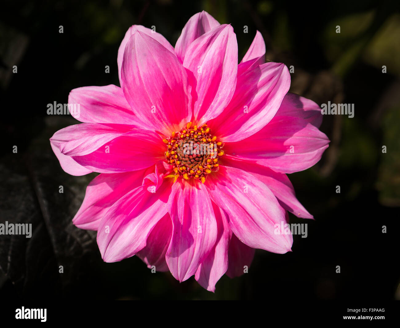 Delicate coral bloom hi-res stock photography and images - Alamy