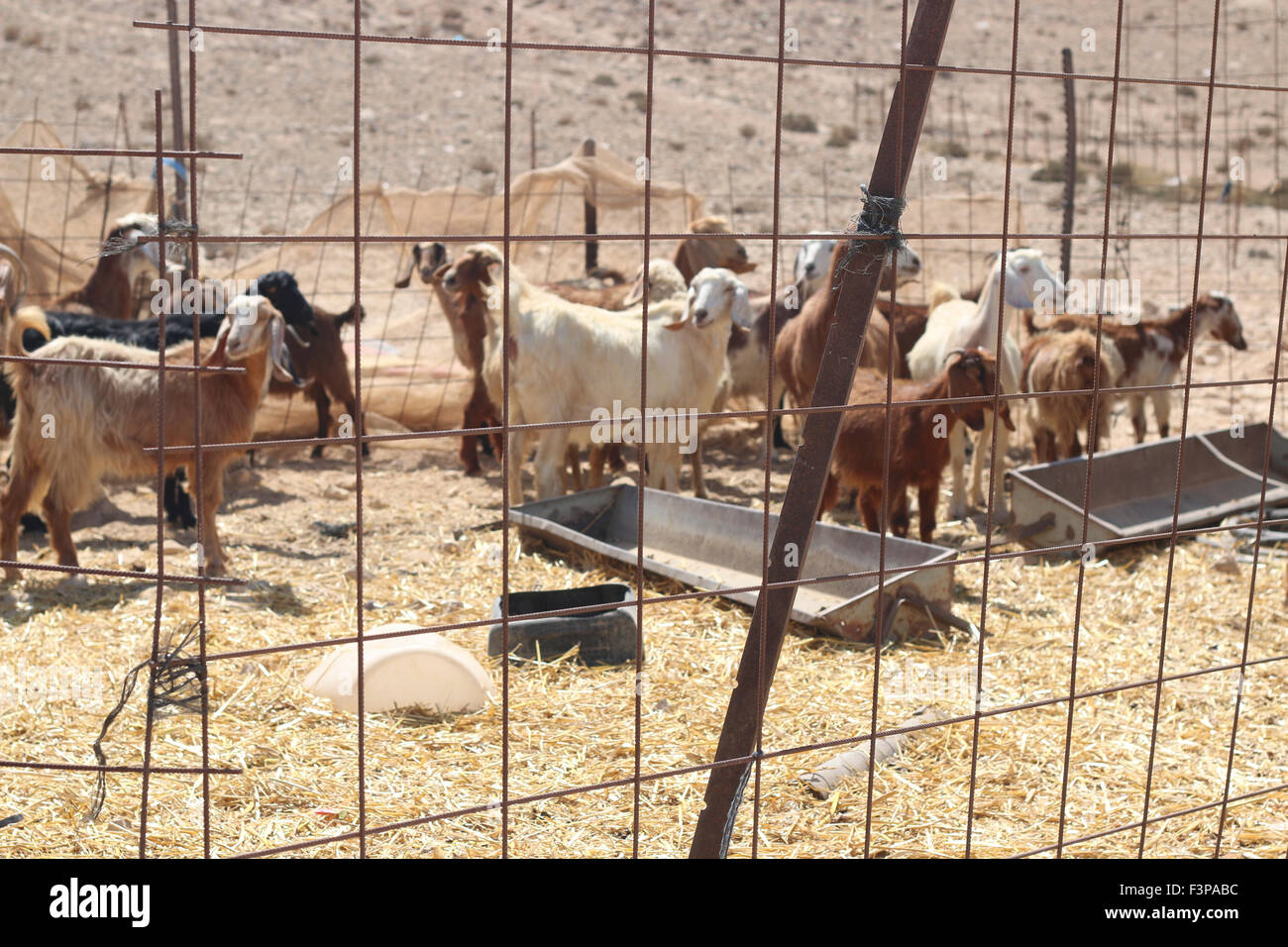 Israel, Negev Desert. A herd of goats in an unrecognized, Beduin Shanty ...