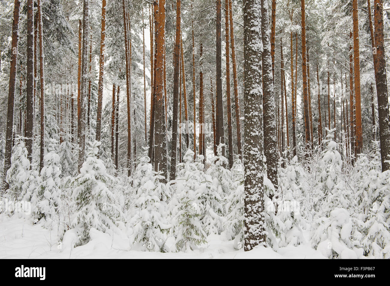 Beginning fir hi-res stock photography and images - Alamy