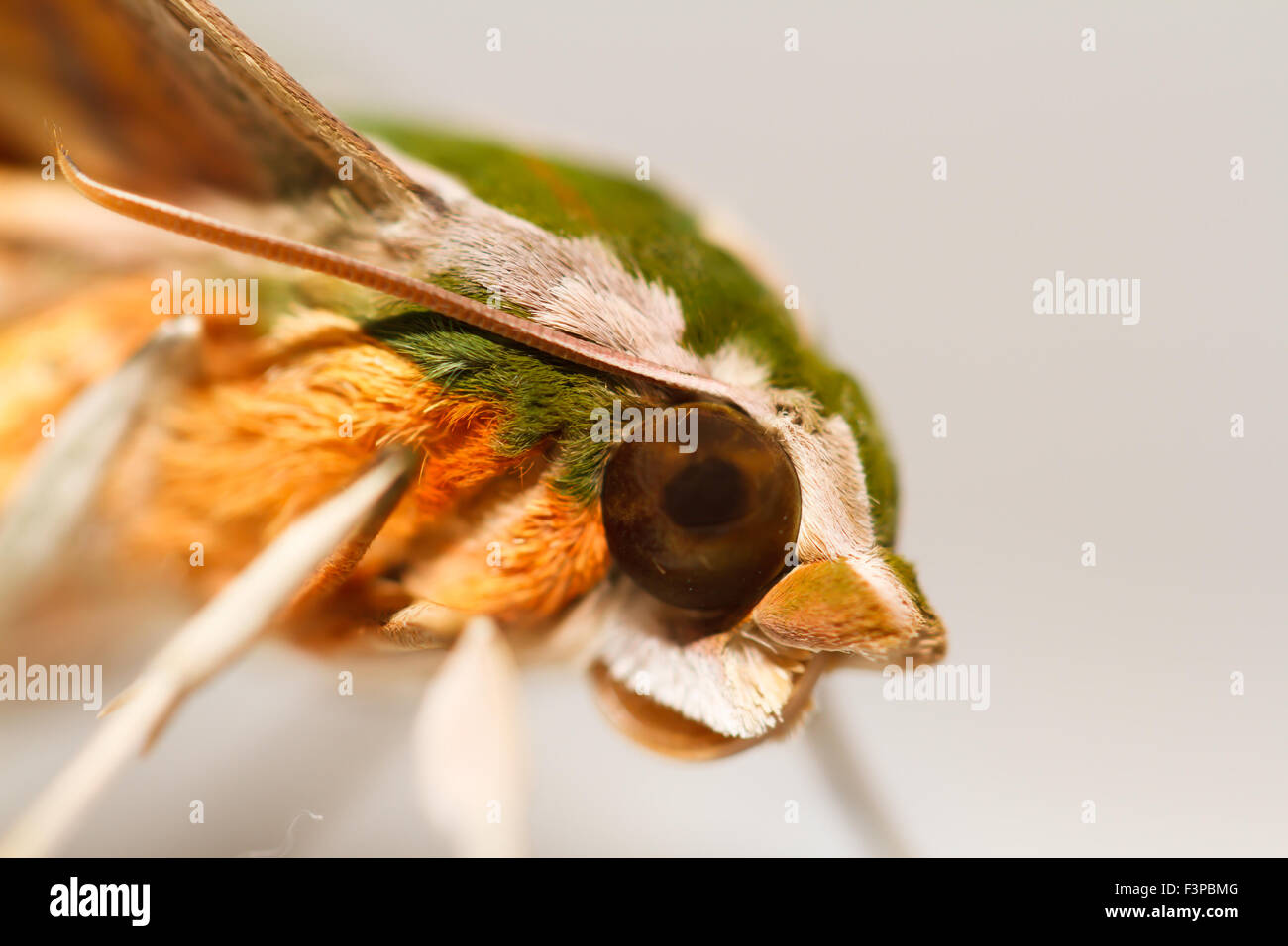 Moth in the nature Stock Photo - Alamy