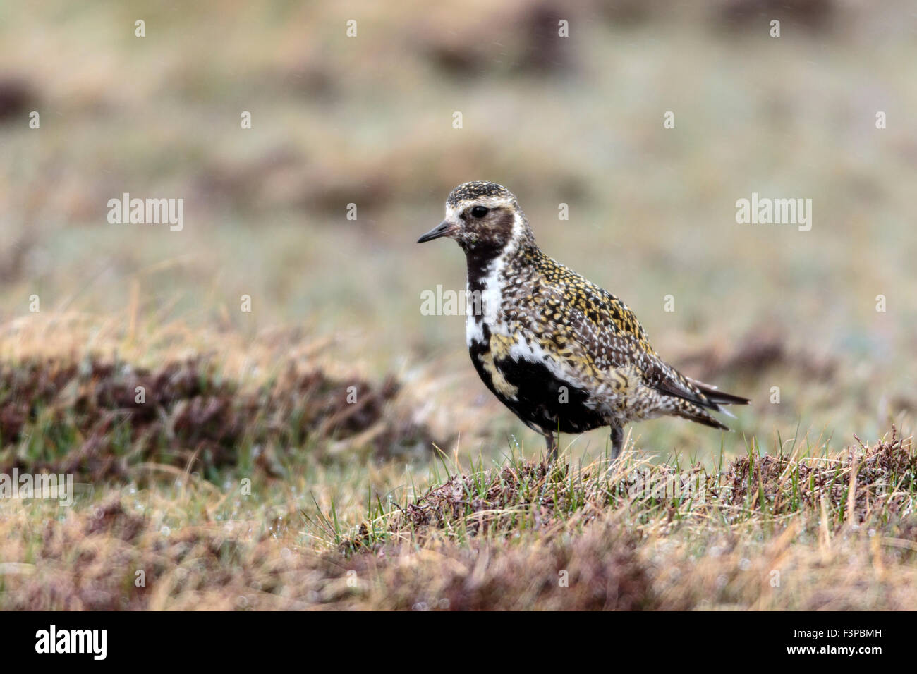 European Golden Plover Pluvialis apricaria adult male in breeding ...