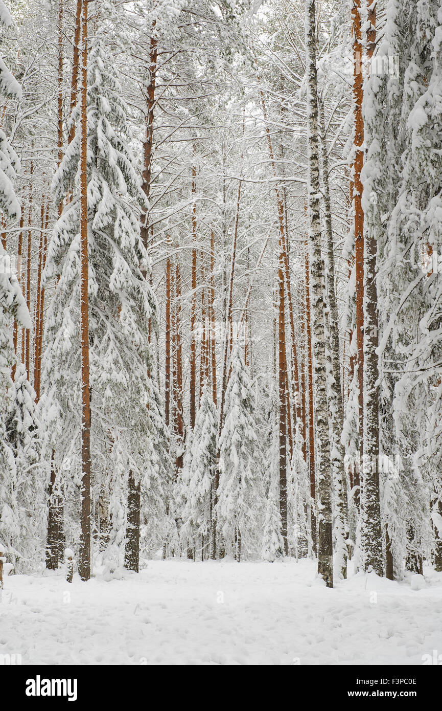 Landscape. Pine-tree forest in beginning of winter Stock Photo - Alamy