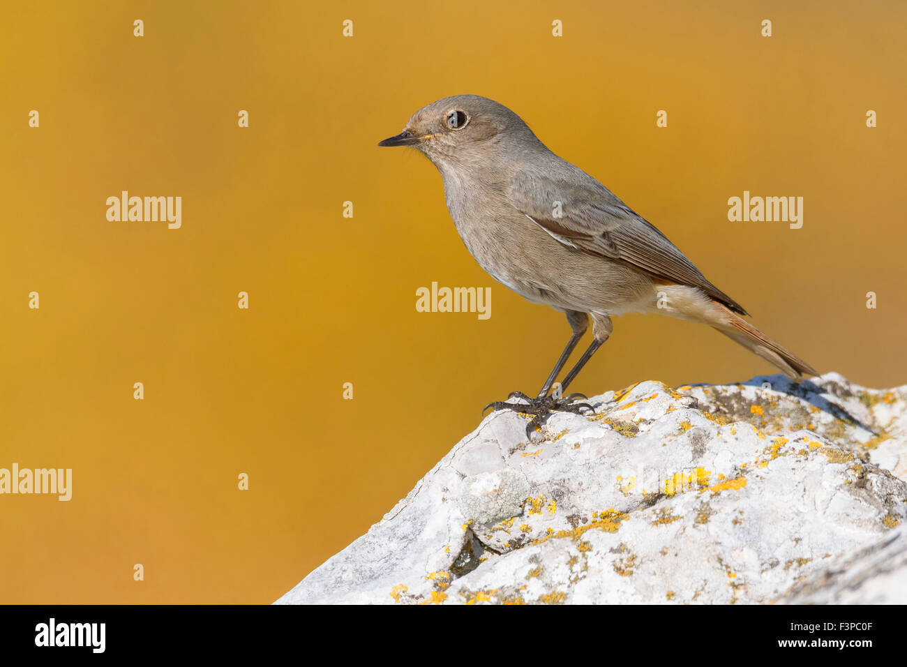 Black redstart hi-res stock photography and images - Alamy