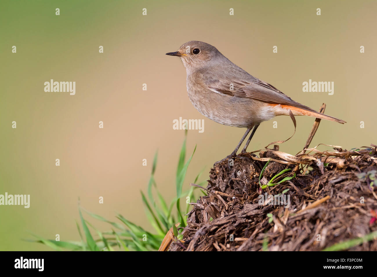 Black redstart hi-res stock photography and images - Alamy