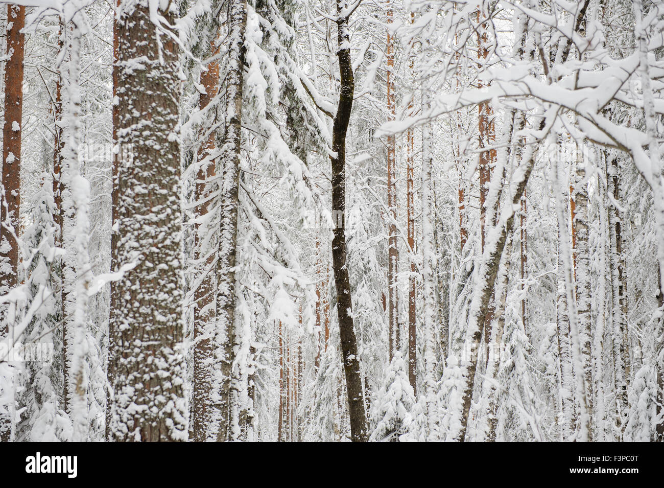 Beginning fir hi-res stock photography and images - Alamy