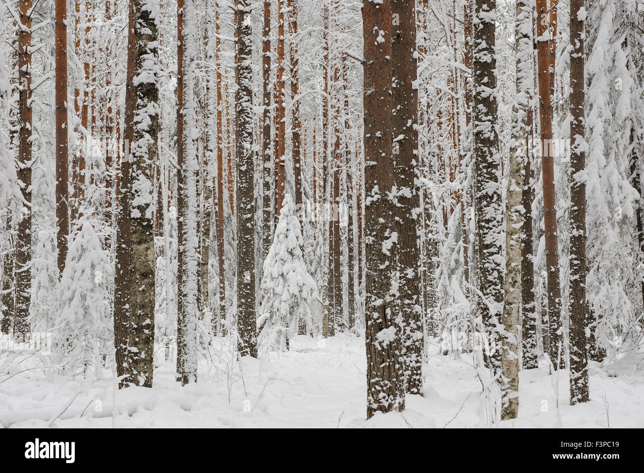 Beginning fir hi-res stock photography and images - Alamy