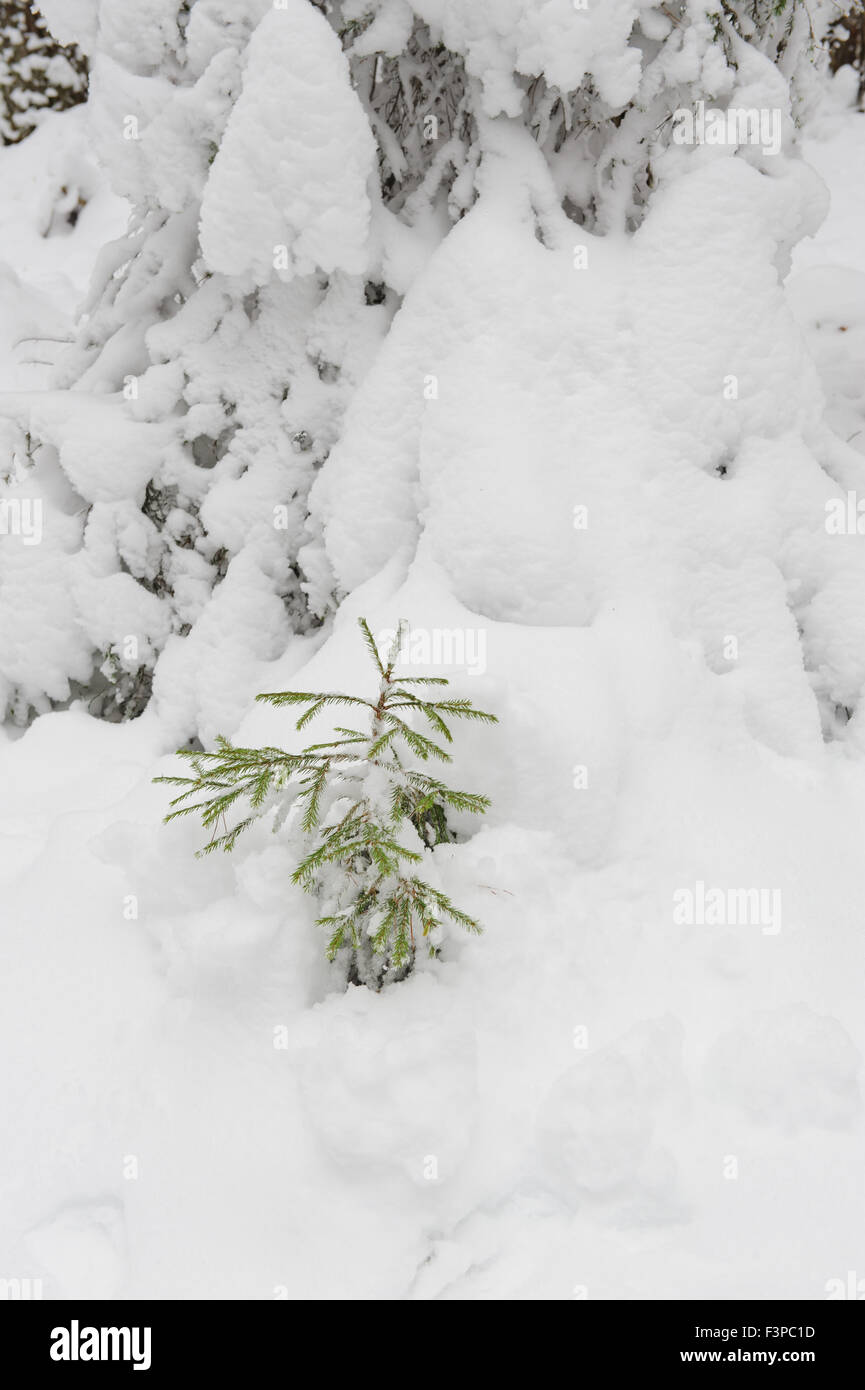 Little fir tree brushed the snow falling on her Stock Photo - Alamy