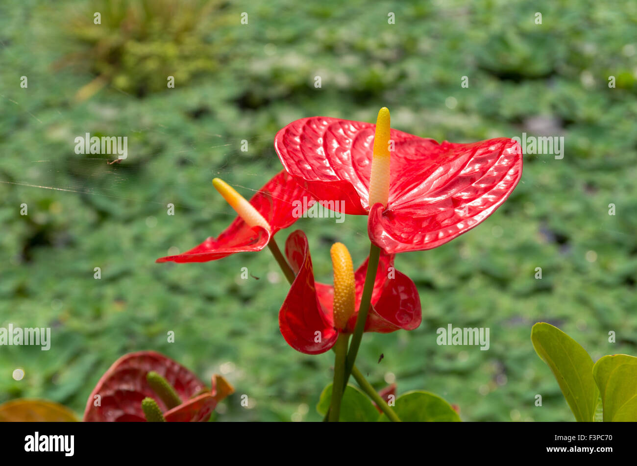 Foliage anthurium hi-res stock photography and images - Alamy