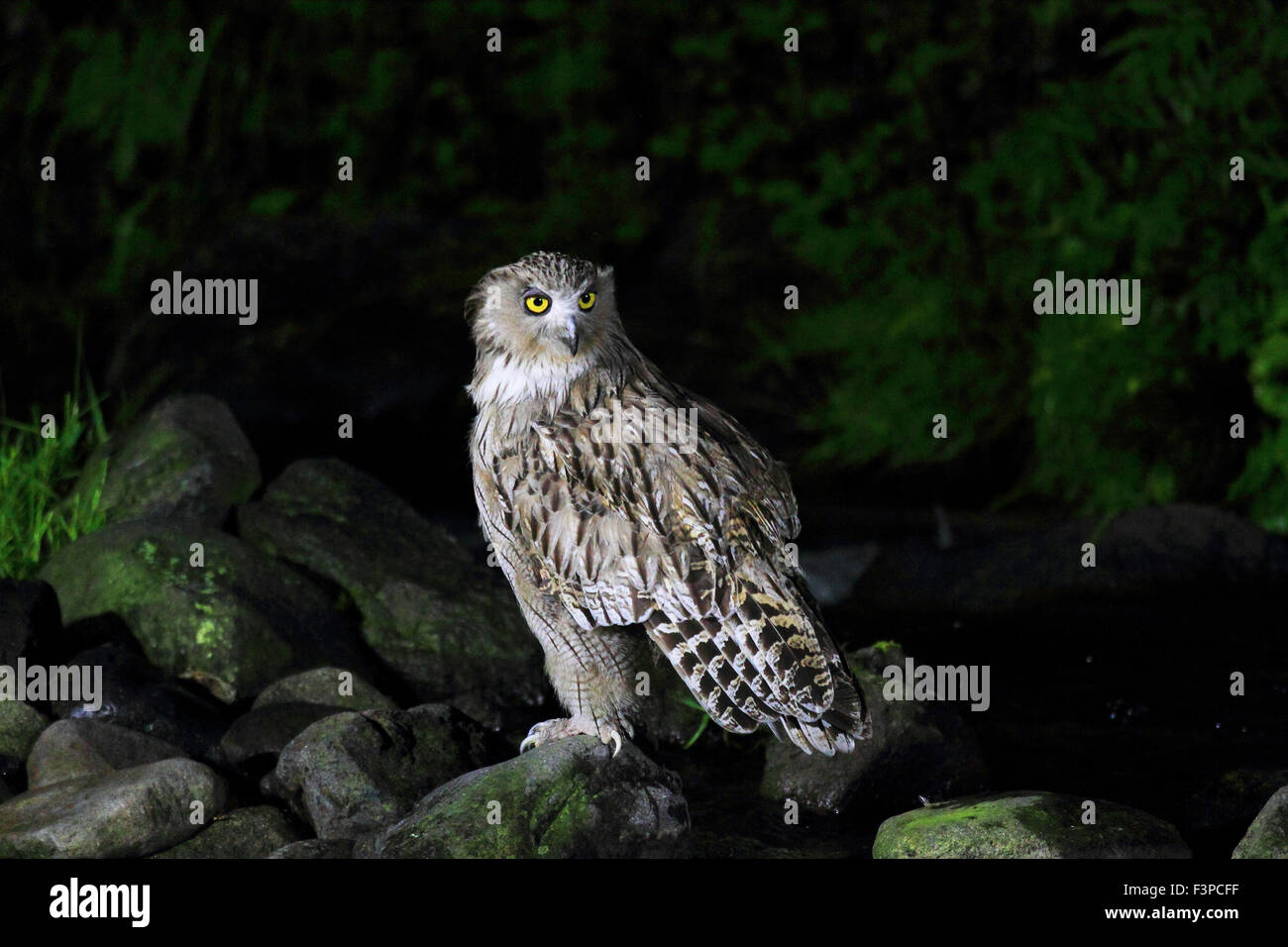 Blakiston's fish owl (Ketupa blakistoni) in Japan Stock Photo - Alamy