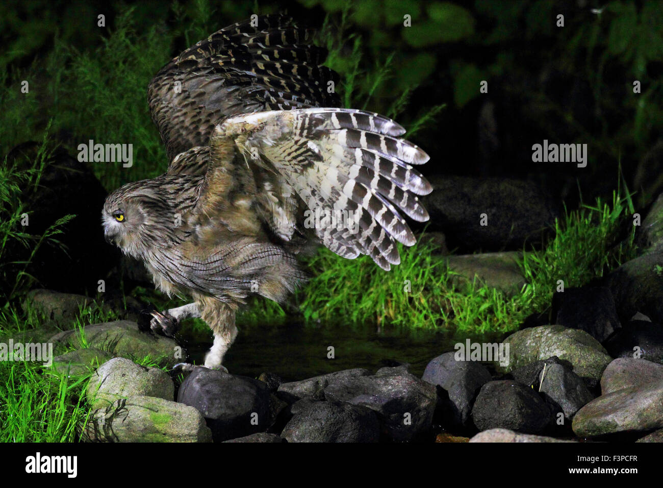 Blakiston's fish owl (Ketupa blakistoni) in Japan Stock Photo - Alamy