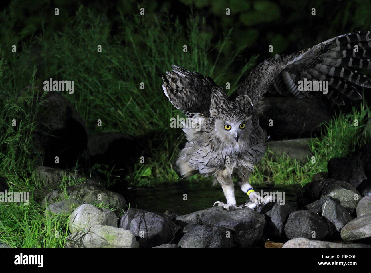Blakiston's fish owl japan hi-res stock photography and images - Alamy