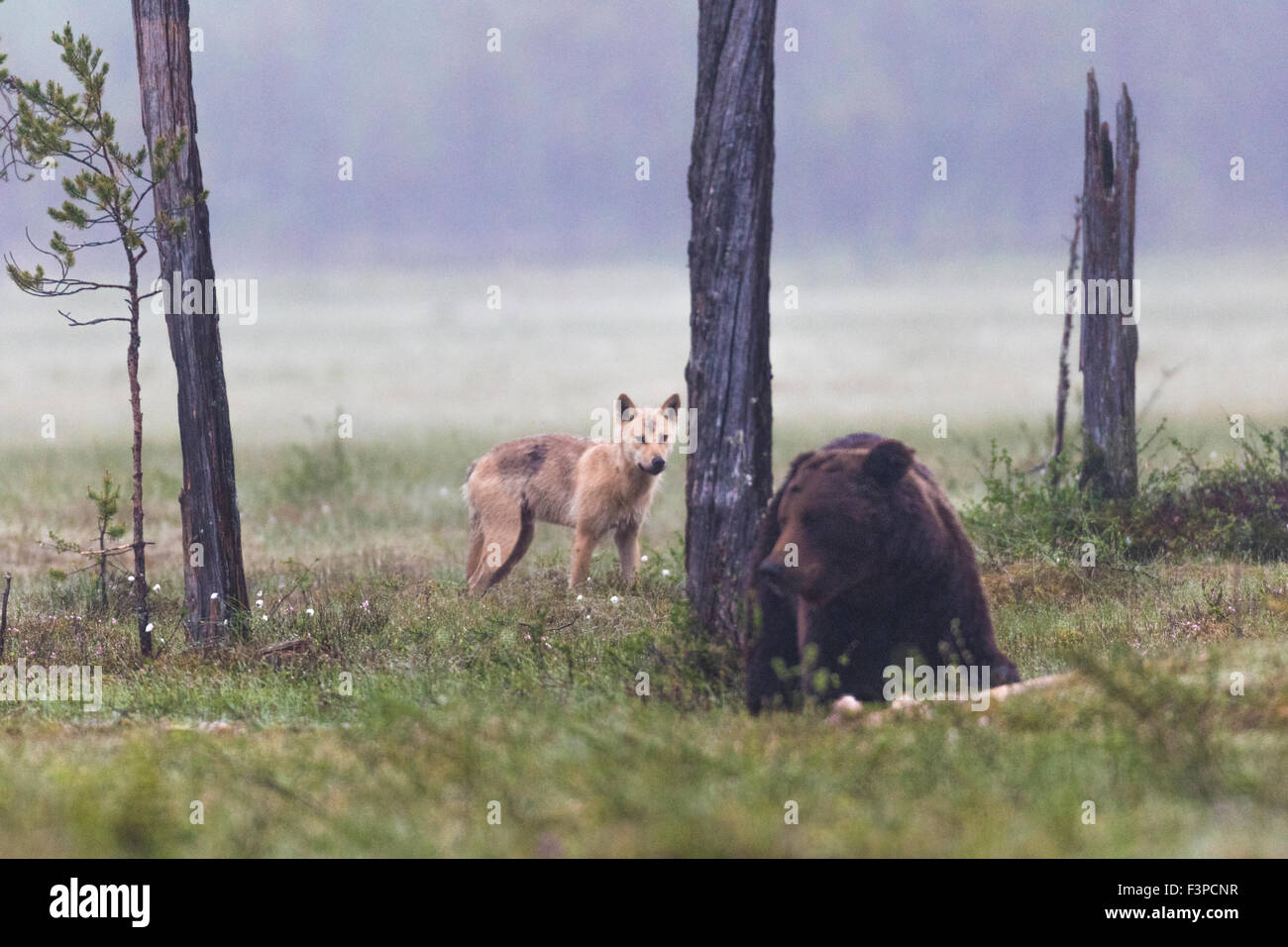 Grey wolf, Canis lupus, sneaking up behind a Brown bear, Ursus arctos ...
