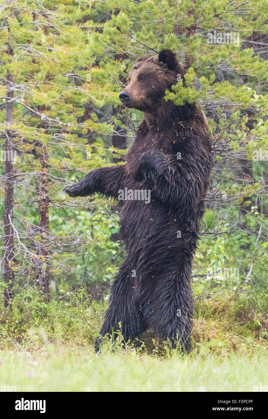 Bear Scratching Tree High Resolution Stock Photography and Images - Alamy