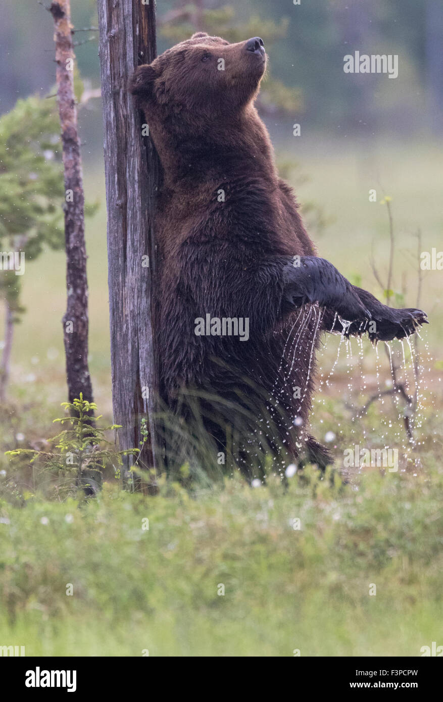 Brow bear, Ursus arctos, standing on his back legs and scratching his ...