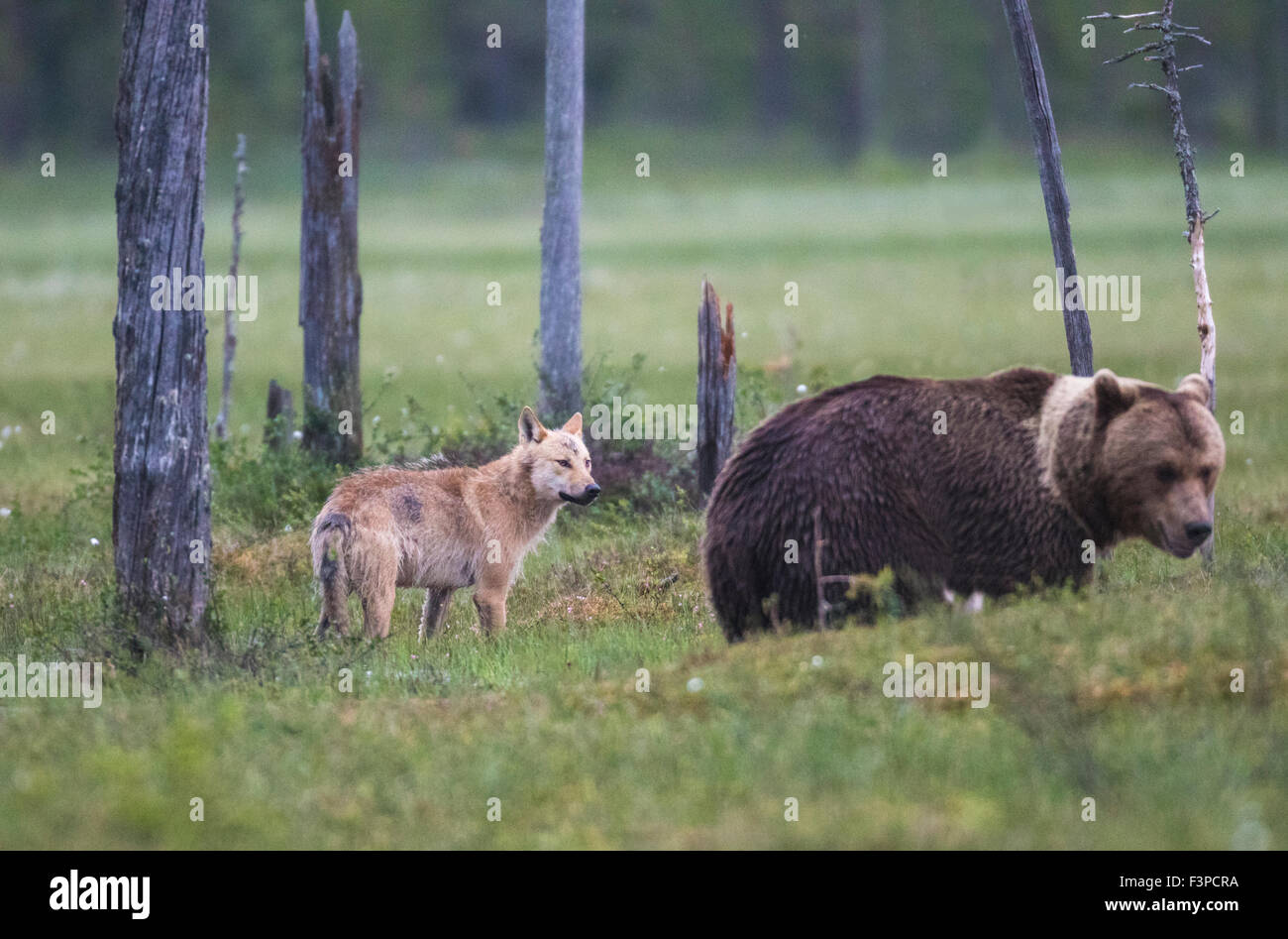 Grey wolf, Canis lupus, sneaking up behind a Brown bear, Ursus arctos ...