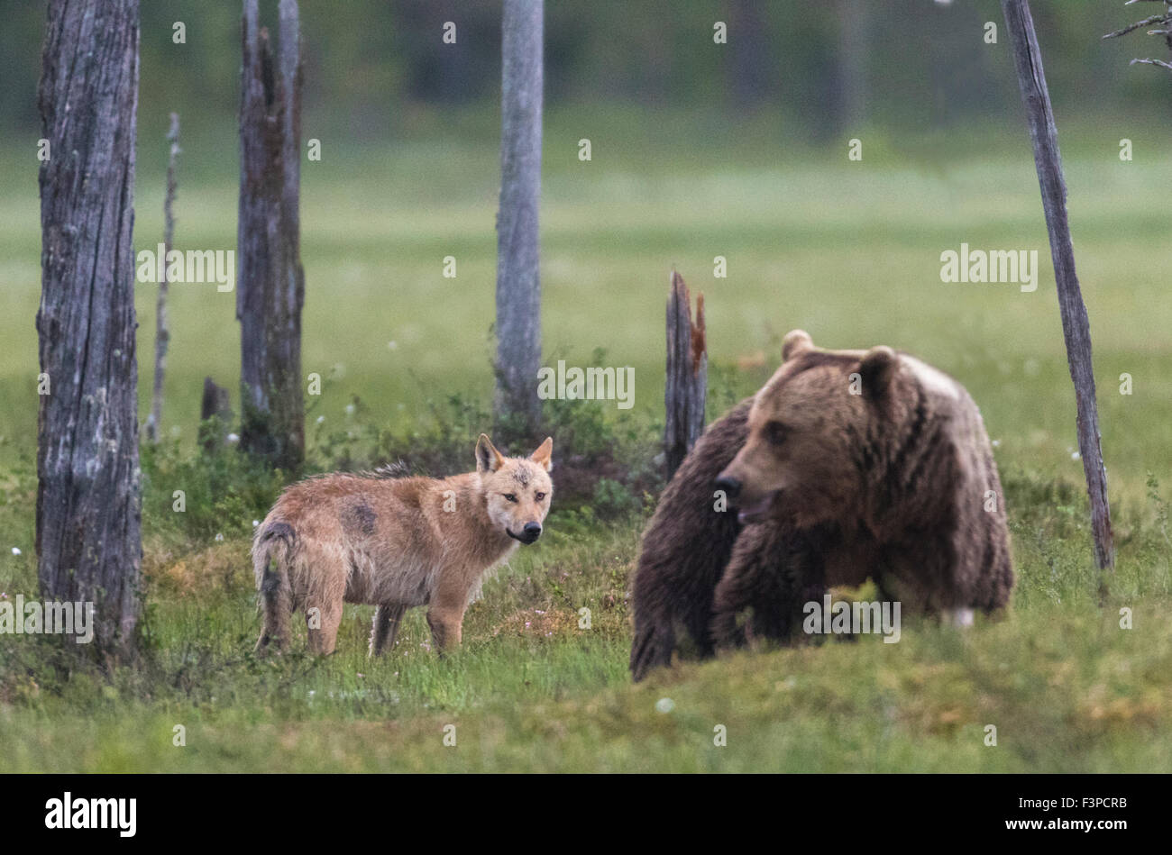 Grey wolf, Canis lupus, sneaking up behind a Brown bear, Ursus arctos ...