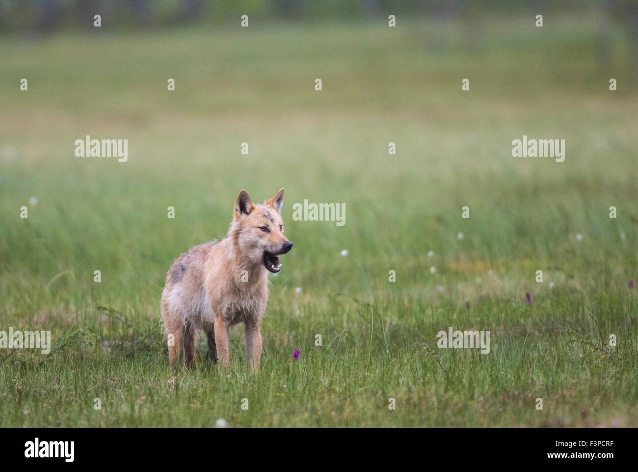 Grey wolf, Canis lupus, standing on a moss with his mouth open looking ...