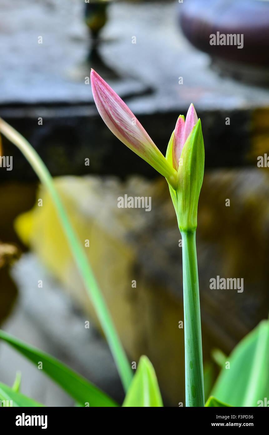 Breaking Amaryllis flower bud Stock Photo - Alamy