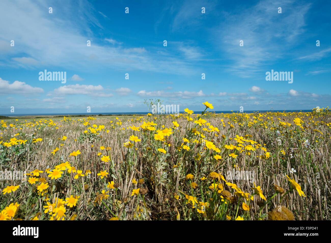 Glebionis segetum - Chrysanthemum segetum – Corn Marigold, growing on ...
