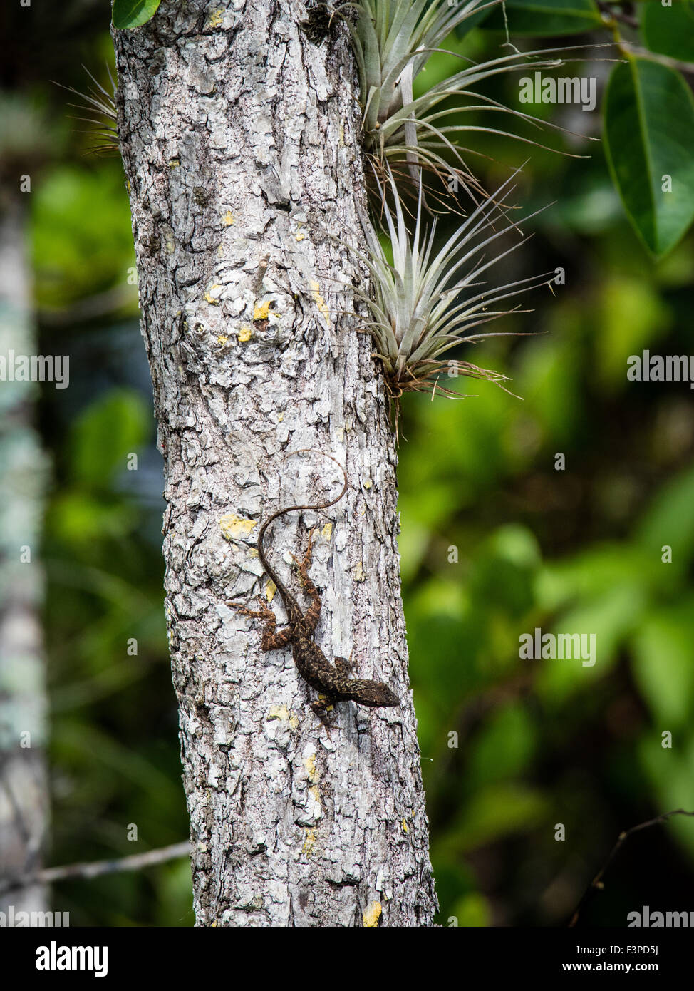 Anole lizard on trunk of a tree with epiphyte plants Stock Photo - Alamy