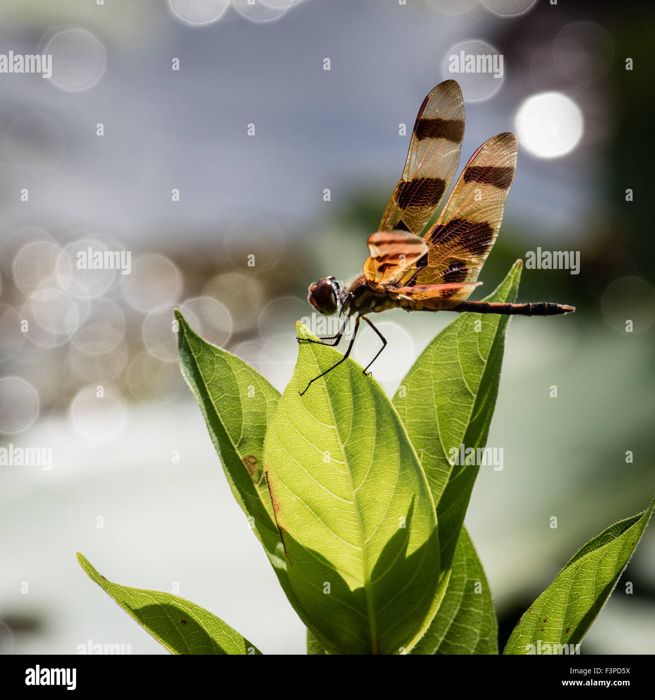 Flying a pennant hi-res stock photography and images - Alamy