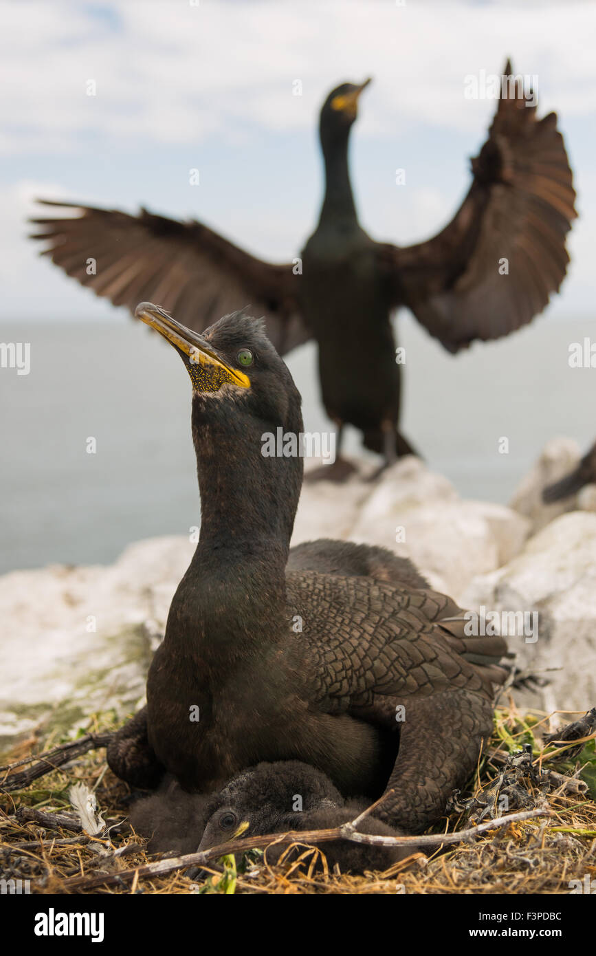 Young shag hi-res stock photography and images - Alamy