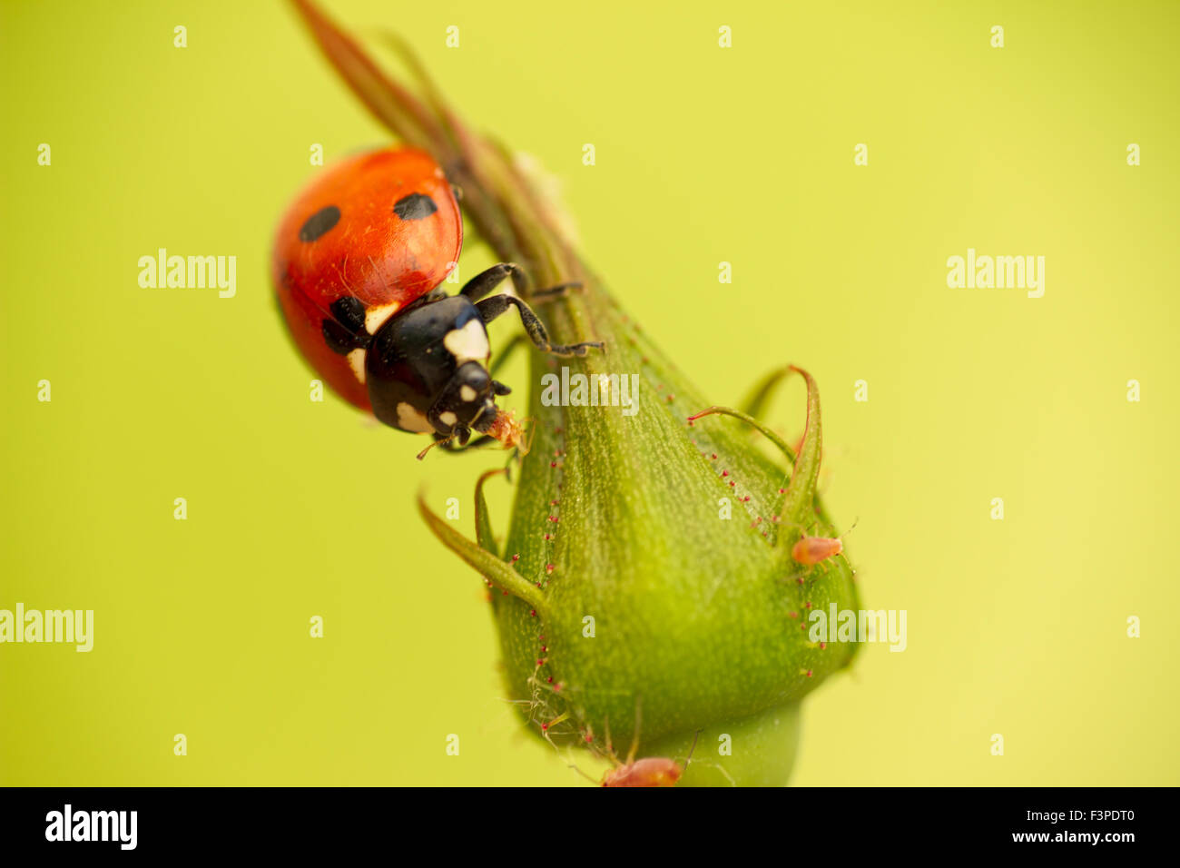Ladybug aphids hi-res stock photography and images - Alamy