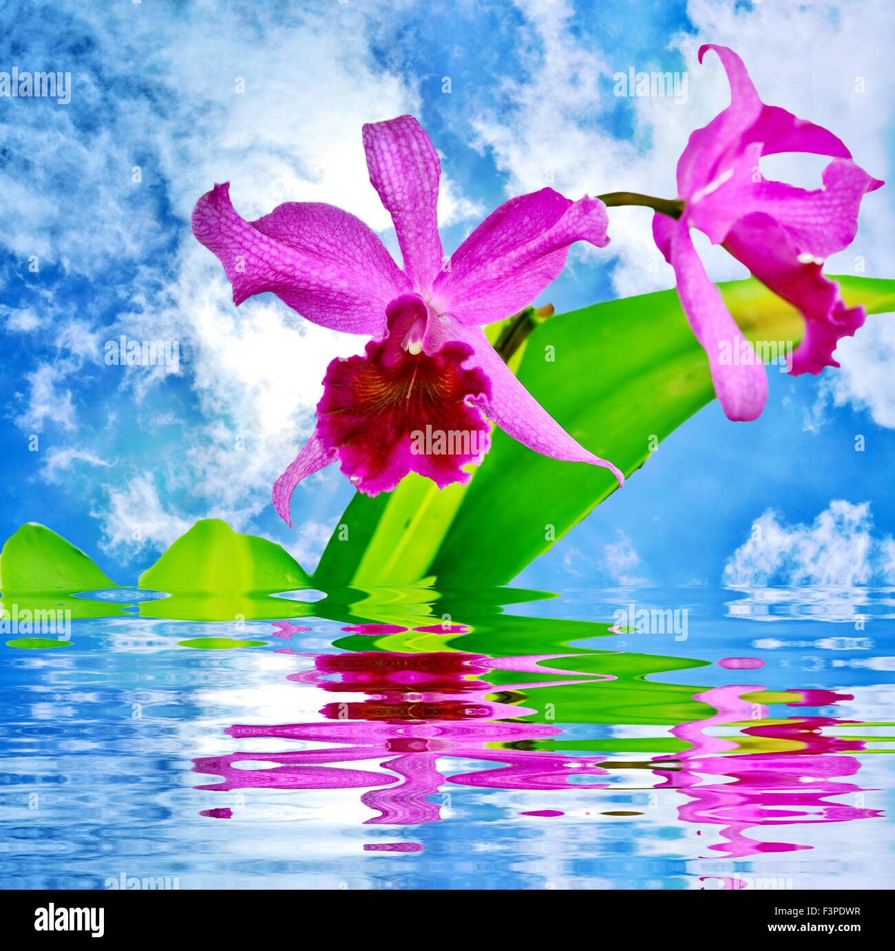 Beautiful Cattleya orchid on blue sky background and reflect Stock ...