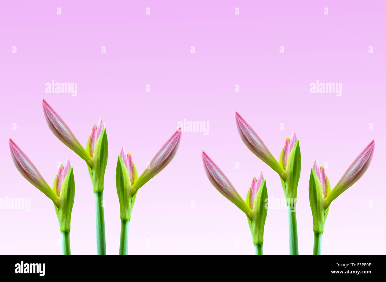 Bud amaryllis hi-res stock photography and images - Alamy