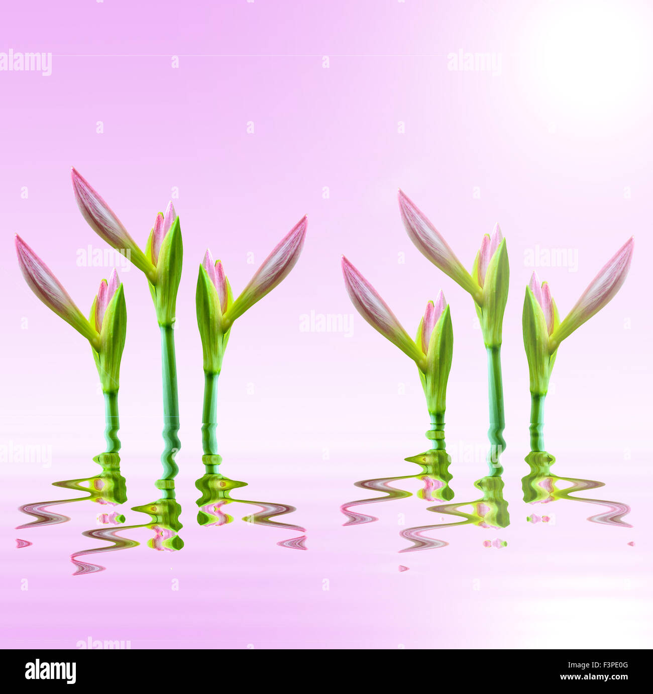 Breaking Amaryllis flower bud on pink background Stock Photo - Alamy