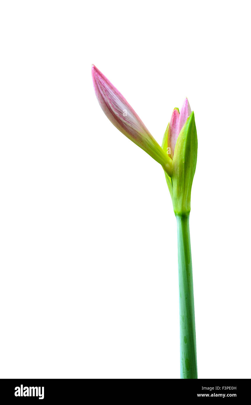 Breaking Amaryllis flower bud on white background Stock Photo - Alamy
